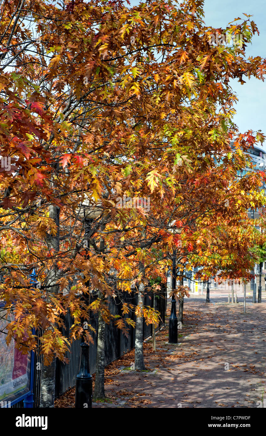 Trees in an suburban street in full Autumn colours Stock Photo - Alamy
