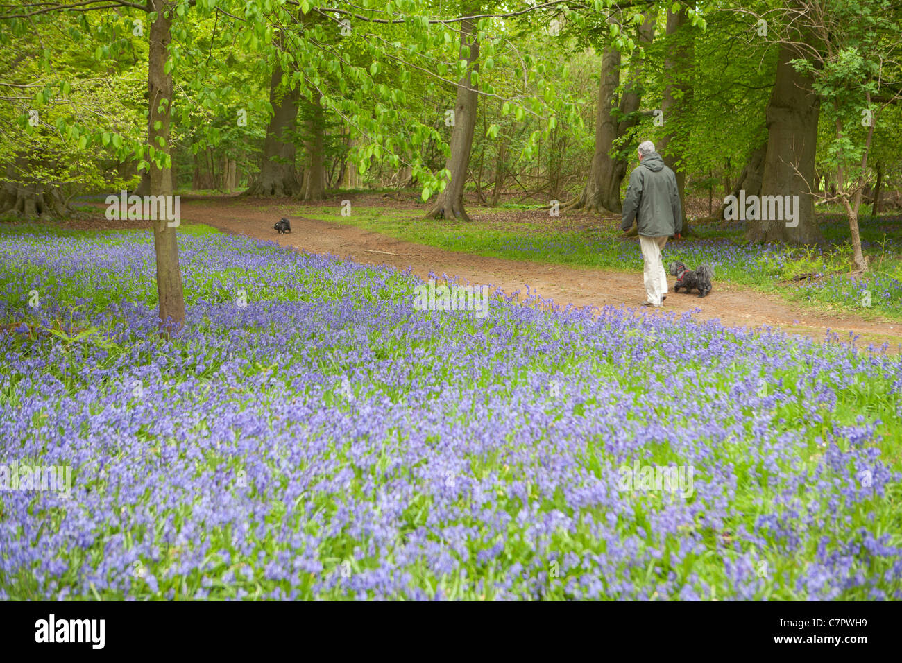 BLUEBELL FIELDS IN HAUGHLEY PARK Stock Photo - Alamy
