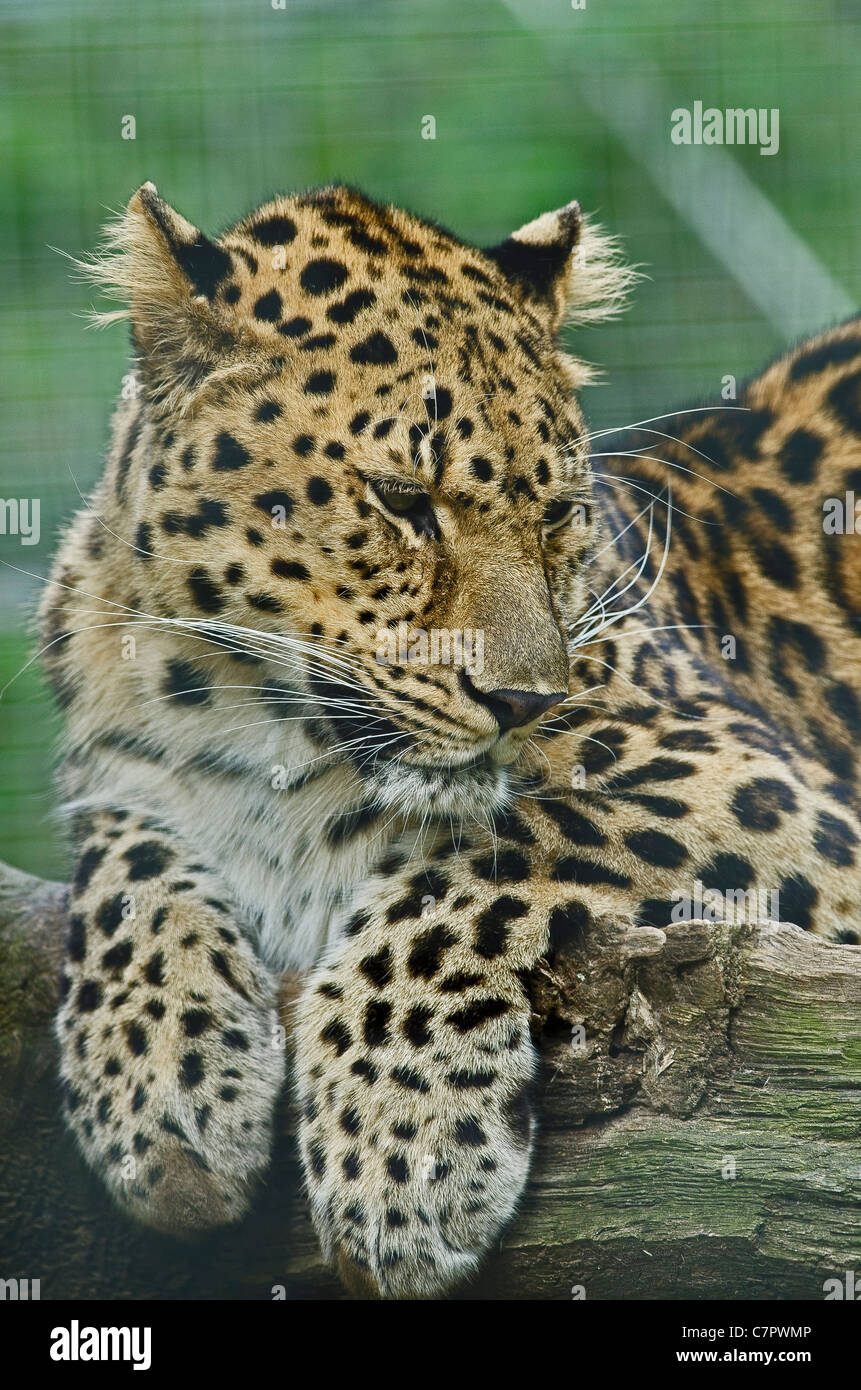 Photo of an Amur leopard (Panthera pardus orientalis) in captivity ...