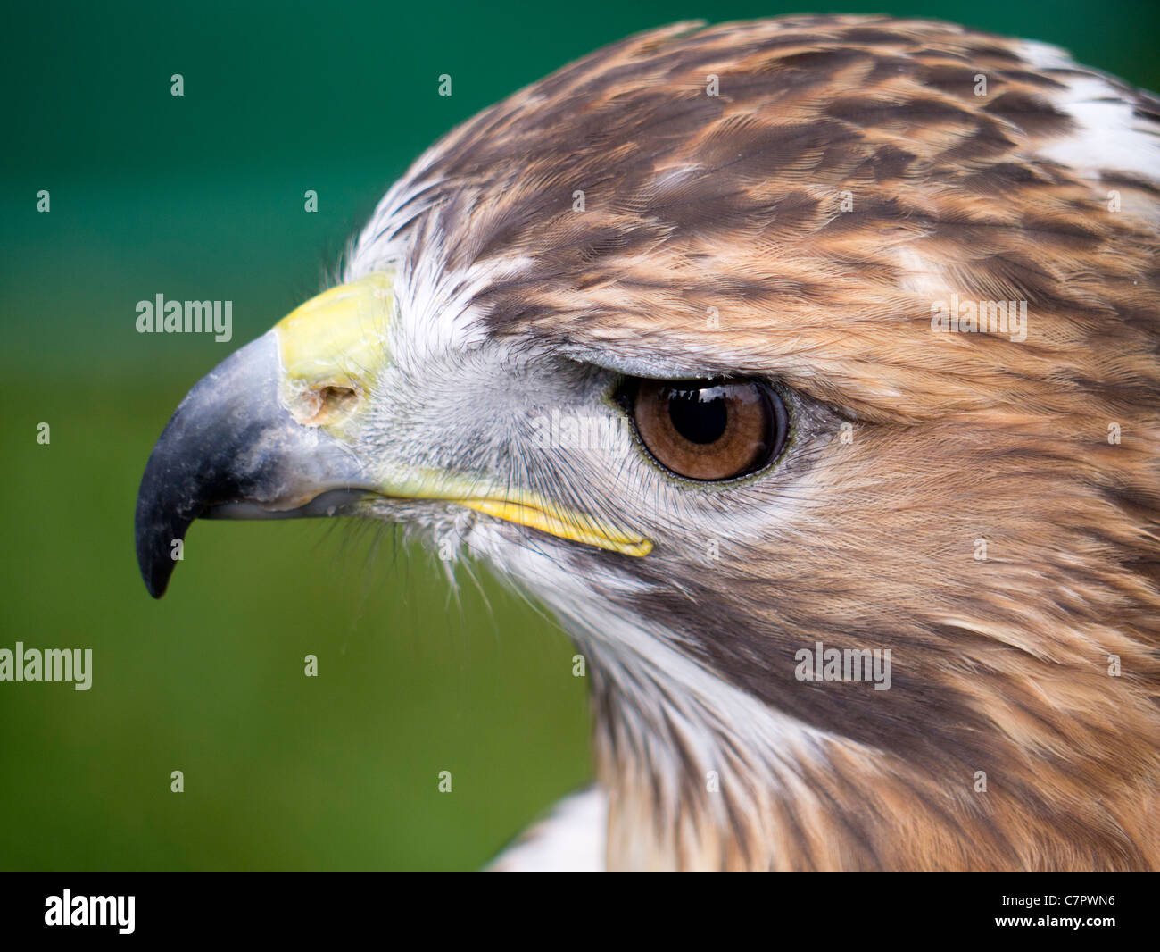 Malvern Autumn Show, England - red-tailed hawk 5 Stock Photo - Alamy