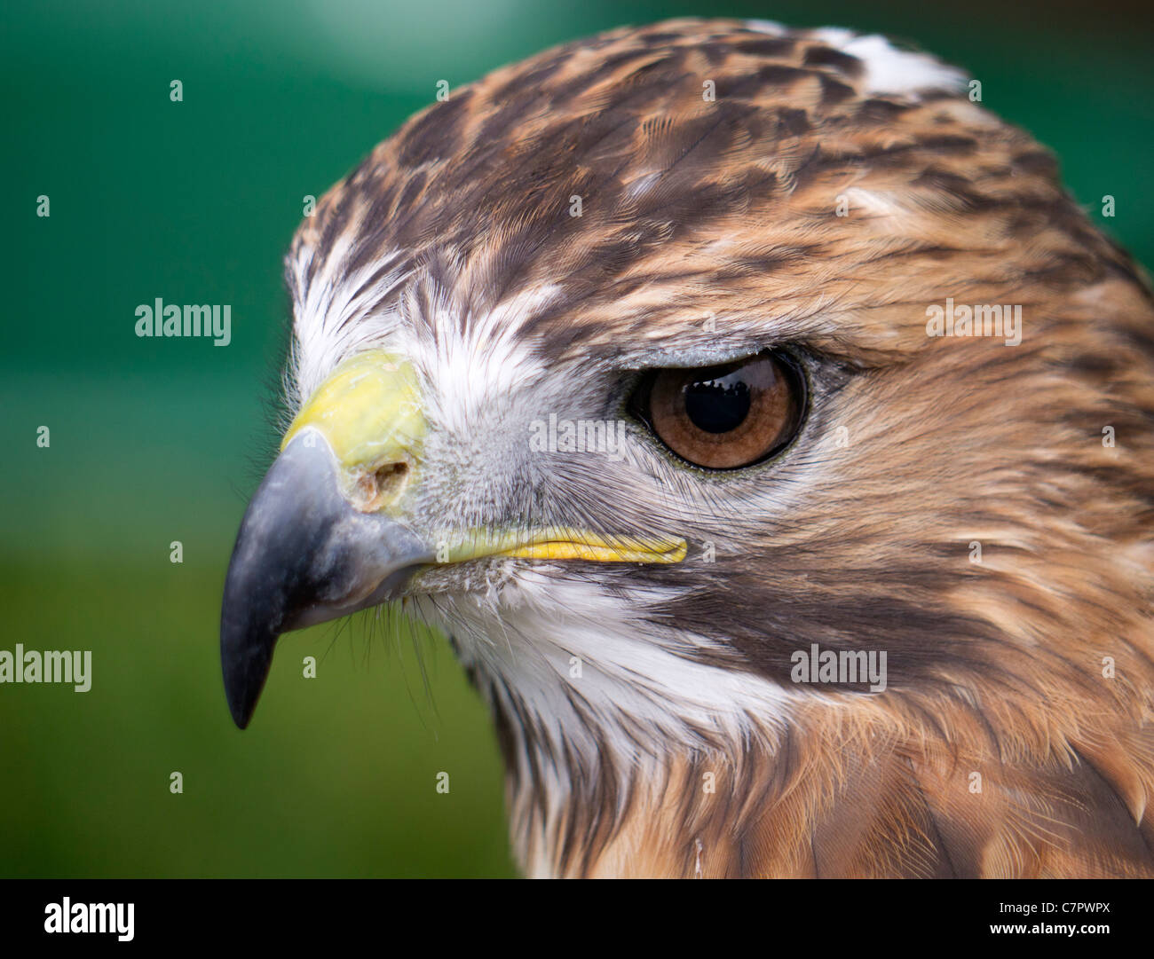 Malvern Autumn Show, England - red-tailed hawk 6 Stock Photo - Alamy
