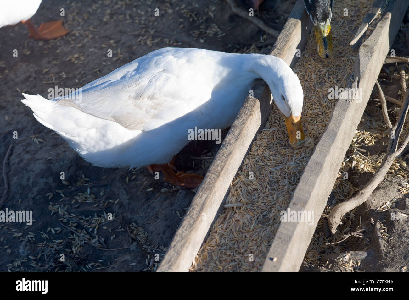 Bird eating duck hi-res stock photography and images - Alamy