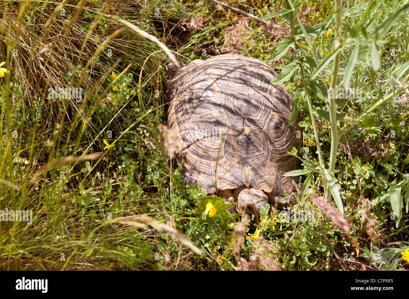 Hiding tortoise hi-res stock photography and images - Alamy