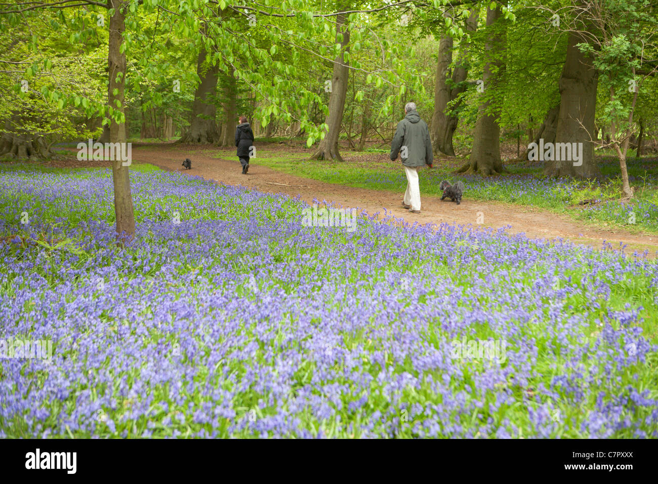 BLUEBELL FIELDS IN HAUGHLEY PARK Stock Photo - Alamy