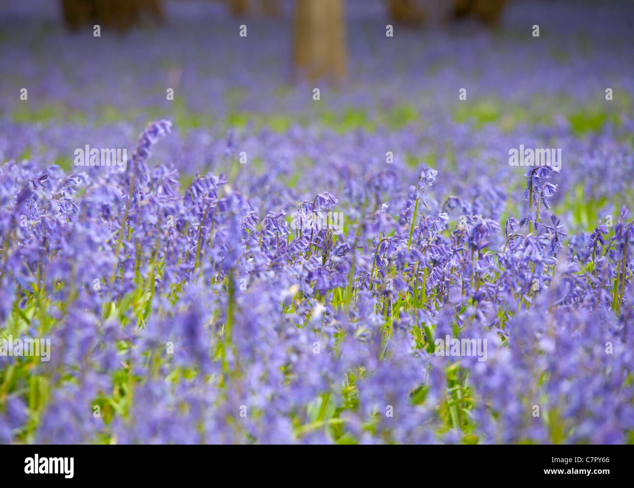BLUEBELL FIELDS IN HAUGHLEY PARK Stock Photo - Alamy