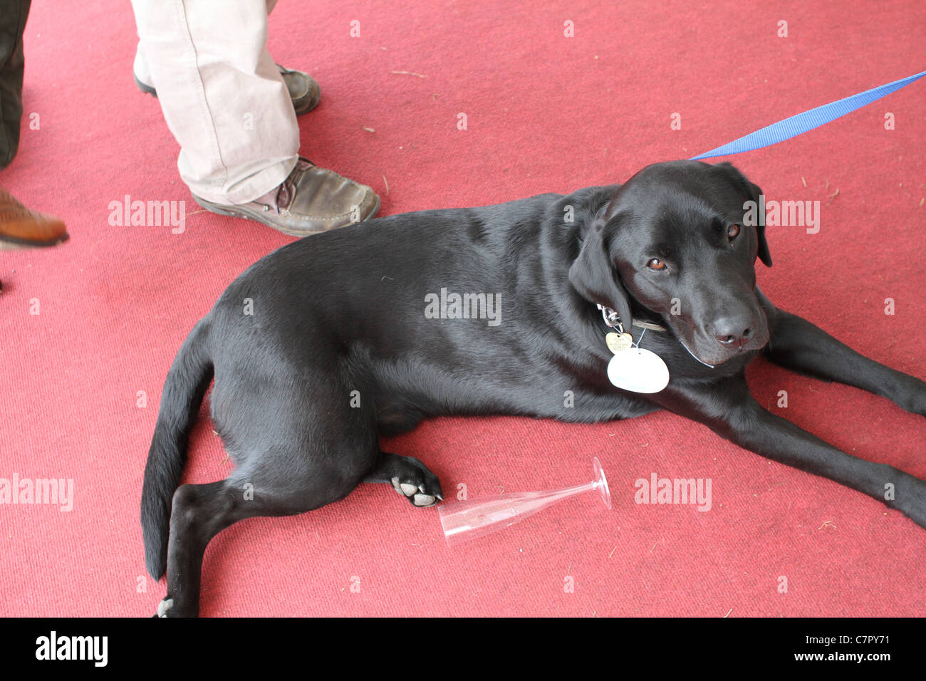 Drunk dog hi-res stock photography and images - Alamy
