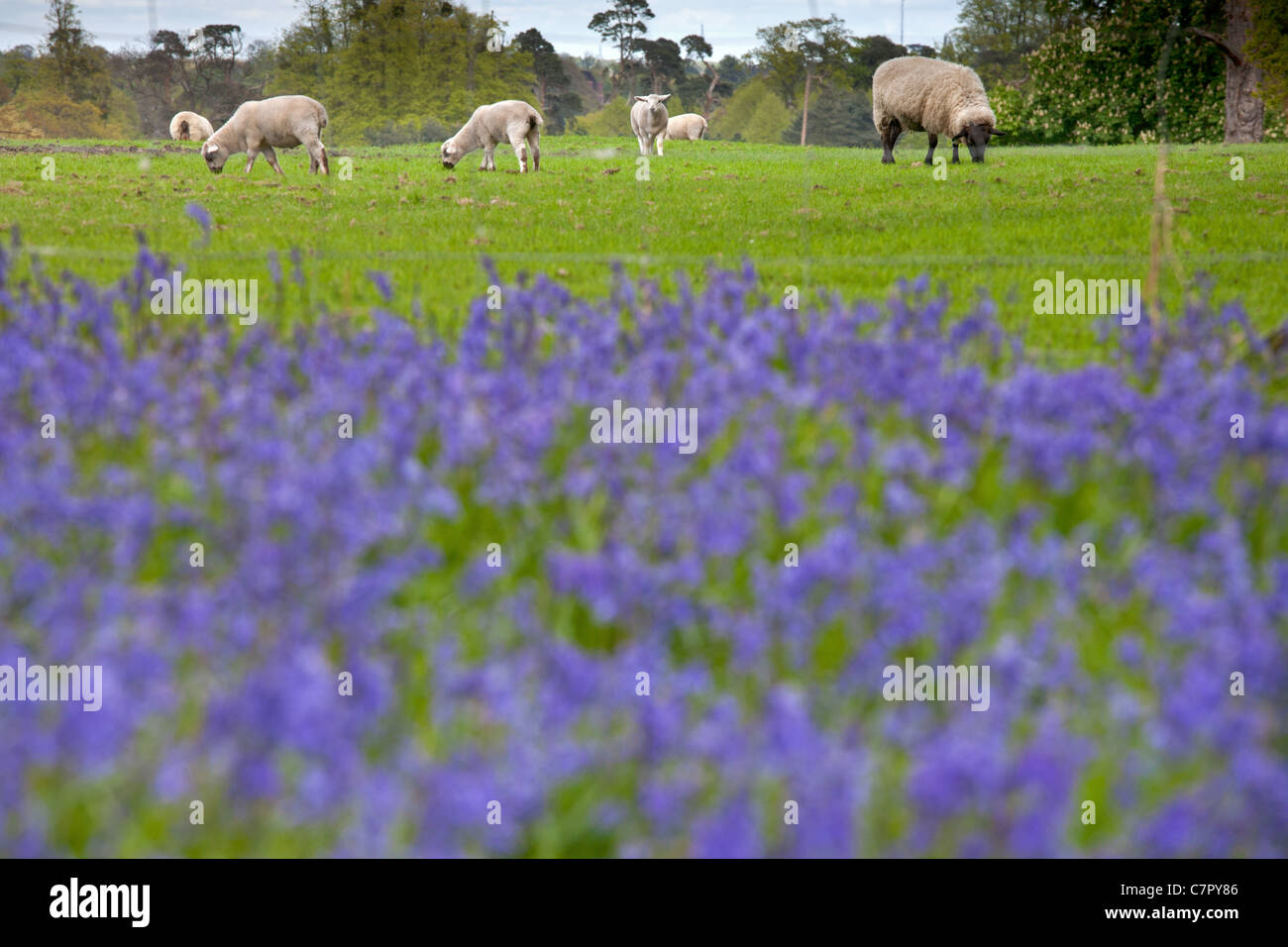 BLUEBELL FIELDS IN HAUGHLEY PARK Stock Photo - Alamy