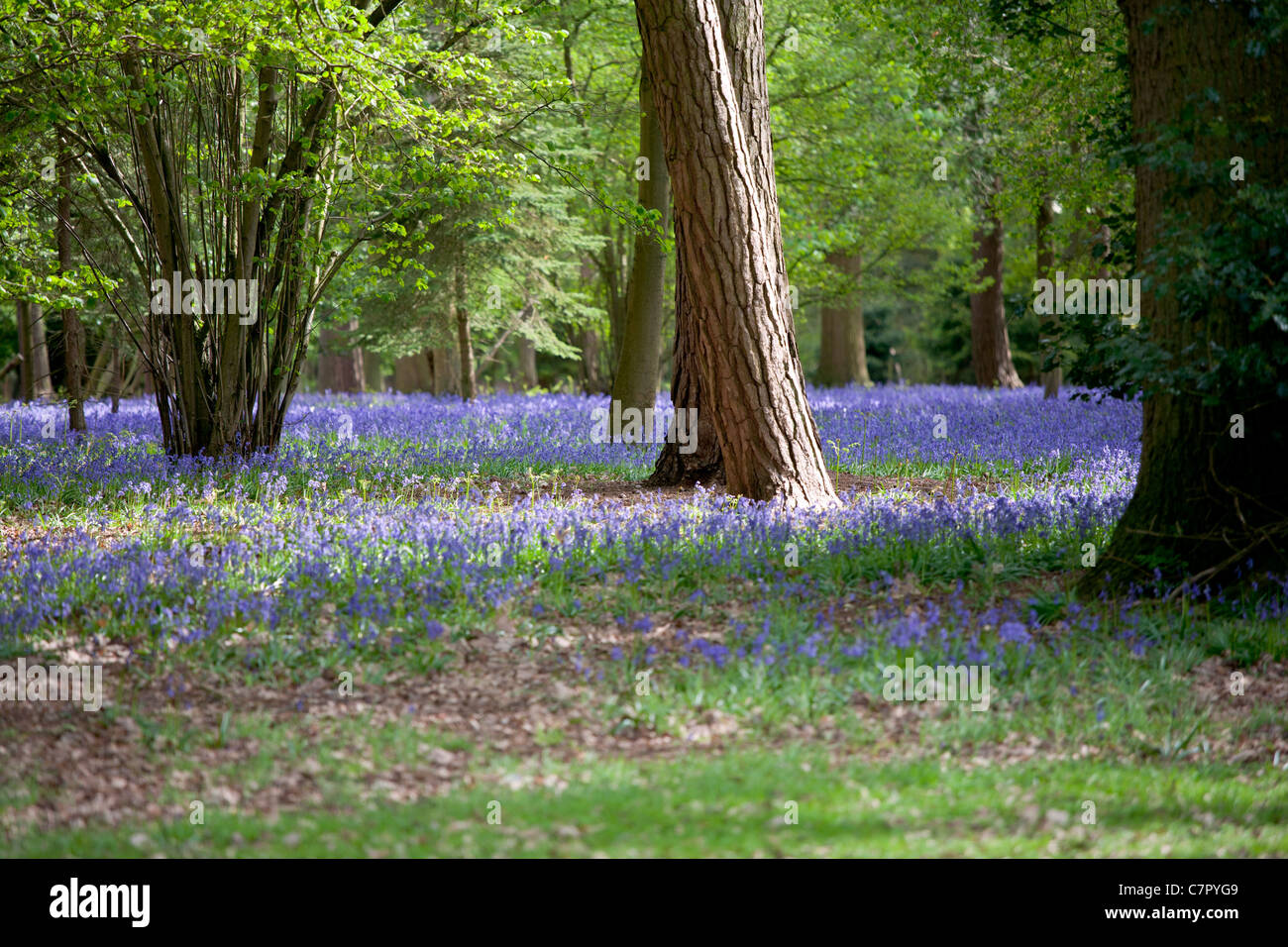 BLUEBELL FIELDS IN HAUGHLEY PARK Stock Photo - Alamy