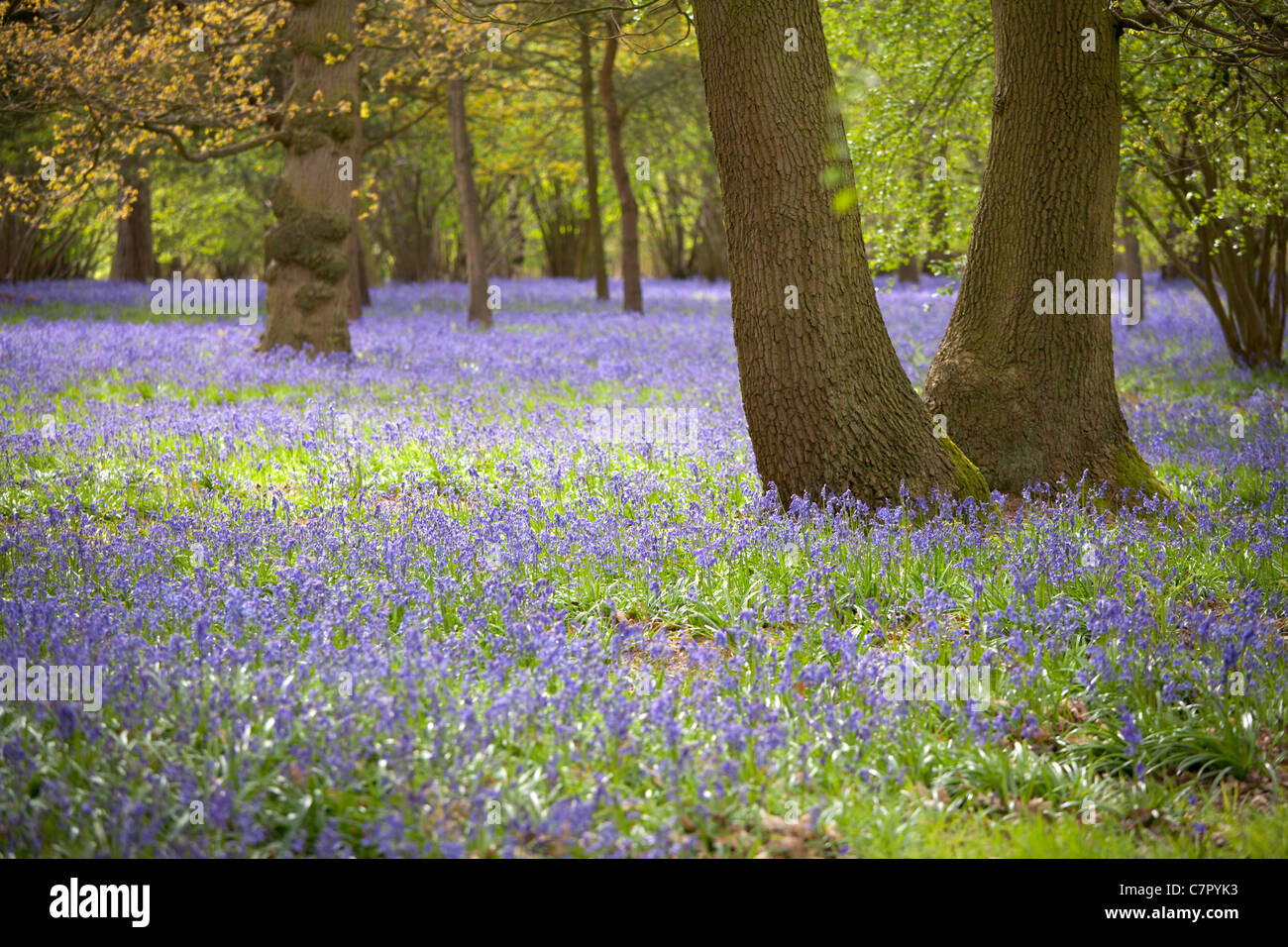 BLUEBELL FIELDS IN HAUGHLEY PARK Stock Photo - Alamy