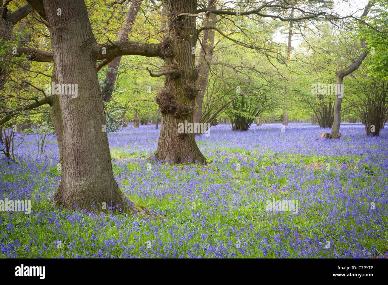 BLUEBELL FIELDS IN HAUGHLEY PARK Stock Photo - Alamy