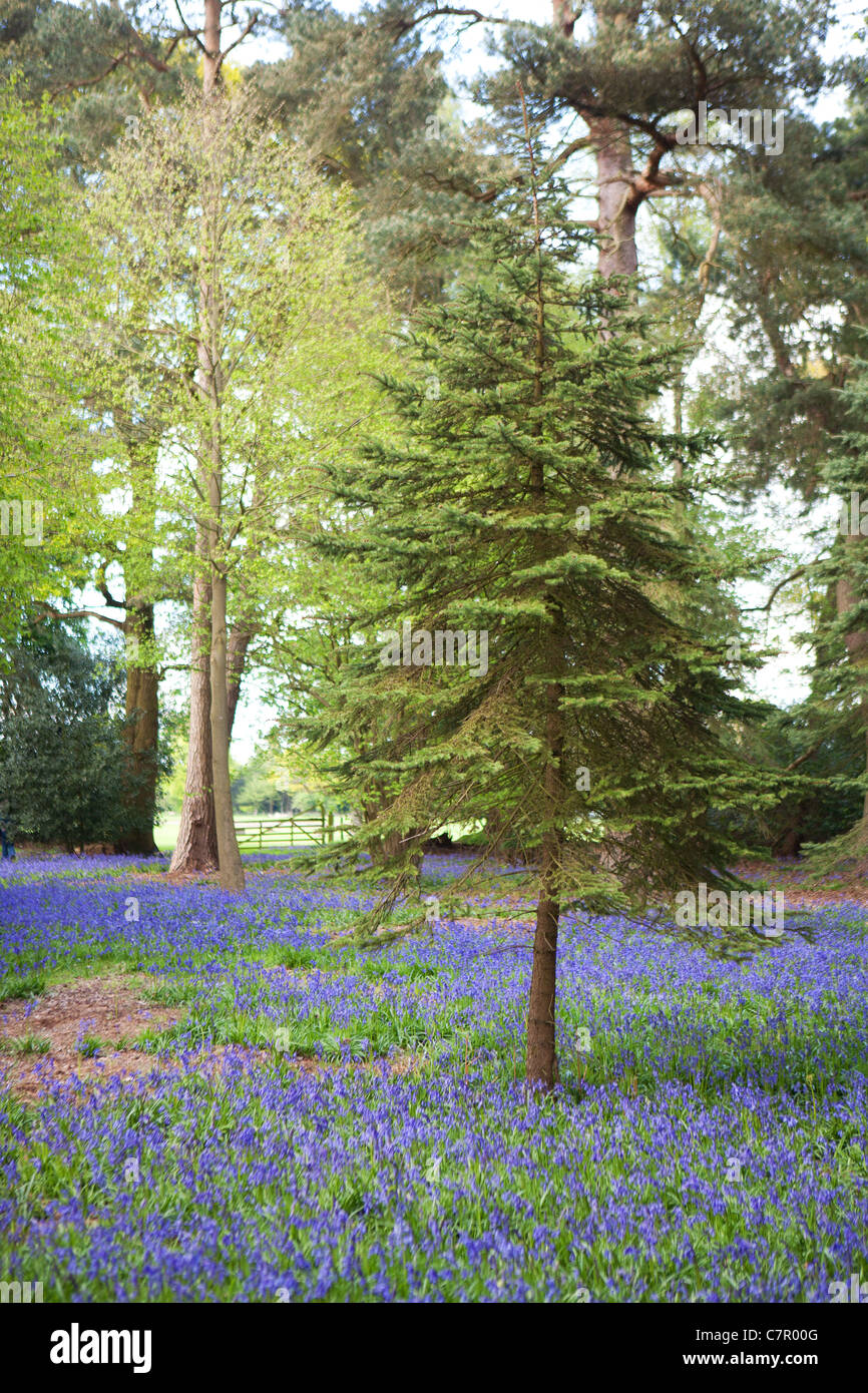 BLUEBELL FIELDS IN HAUGHLEY PARK Stock Photo - Alamy