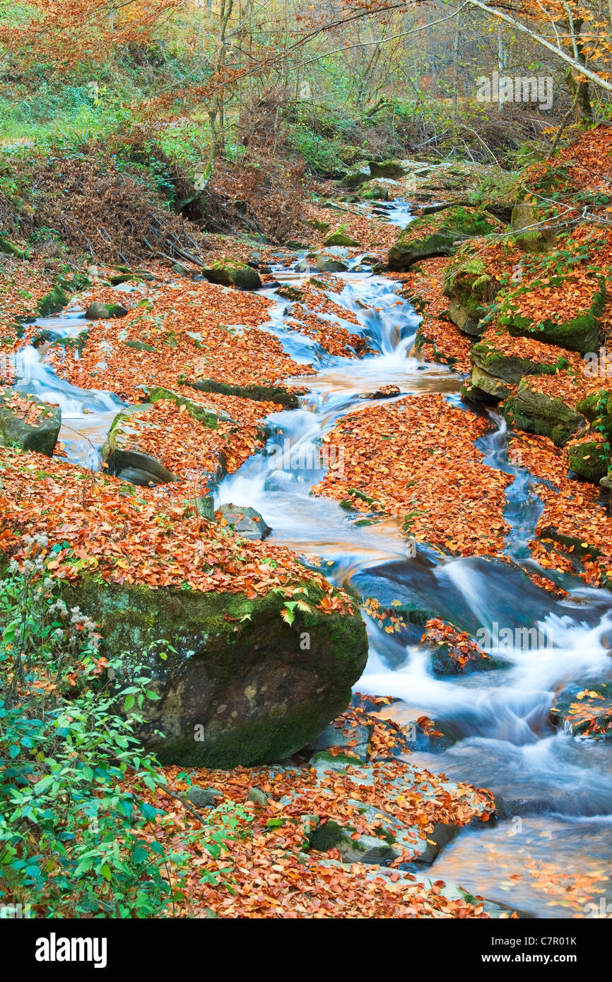 Rocky Stream, Running Through Autumn Mountain Forest Stock Photo - Alamy