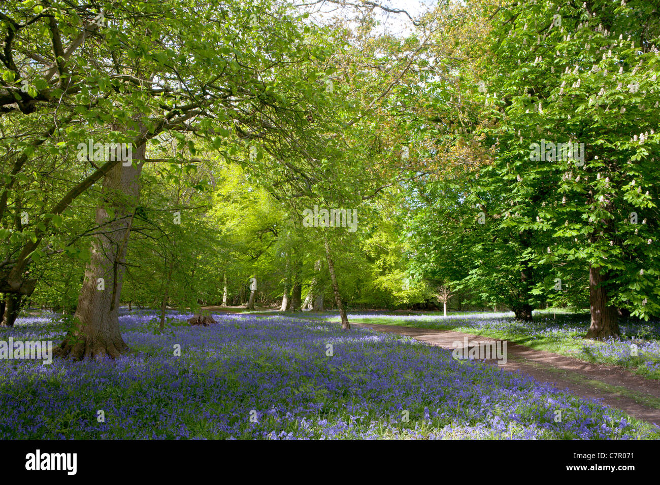BLUEBELL FIELDS IN HAUGHLEY PARK Stock Photo - Alamy