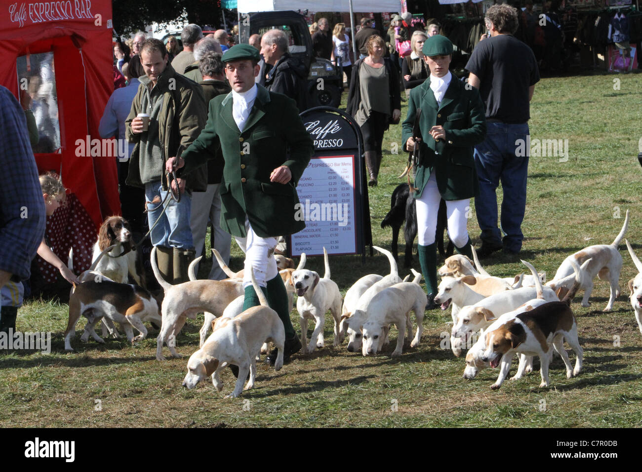 Beagles hunt hi-res stock photography and images - Alamy