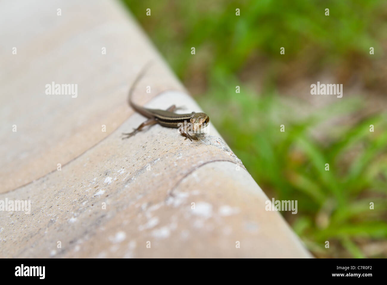 Curious looking lizard, Seychelles Stock Photo - Alamy