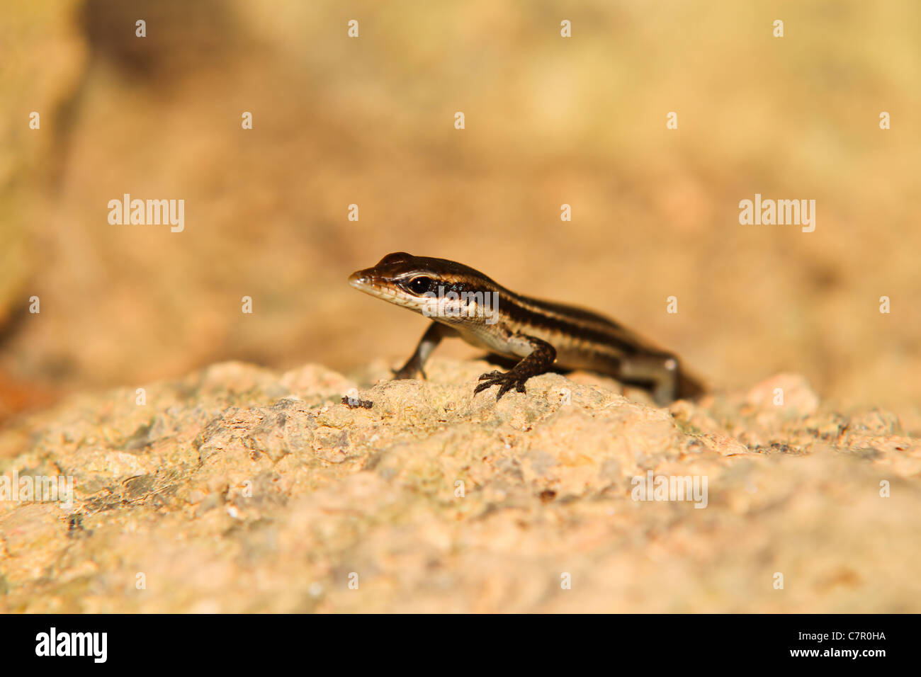 Curious looking lizard, Seychelles Stock Photo - Alamy