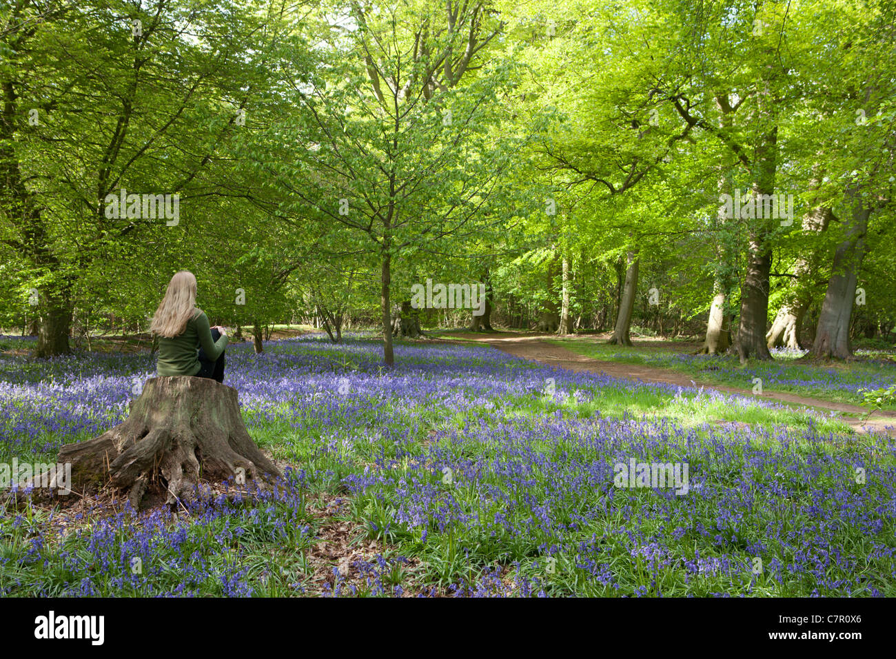Bluebell fields hi-res stock photography and images - Alamy