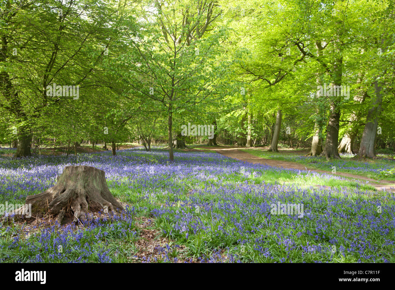 BLUEBELL FIELDS IN HAUGHLEY PARK Stock Photo - Alamy