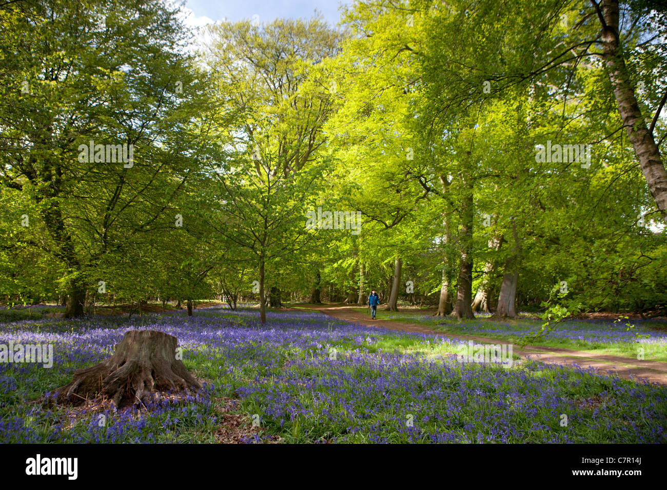 PERSON WALKING BLUEBELL FIELDS IN HAUGHLEY PARK Stock Photo - Alamy