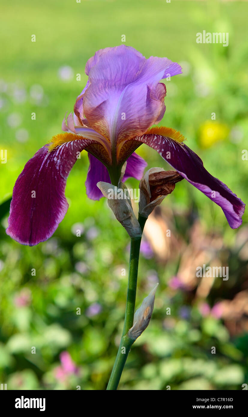 beautiful flower two-colored iris. closeup Stock Photo - Alamy