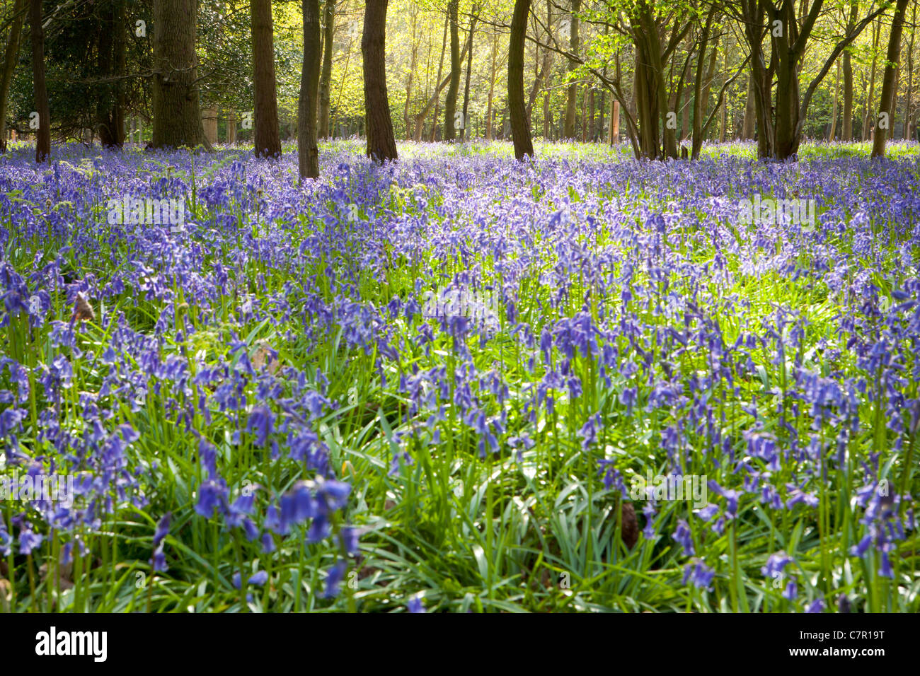 BLUEBELL FIELDS IN HAUGHLEY PARK Stock Photo - Alamy