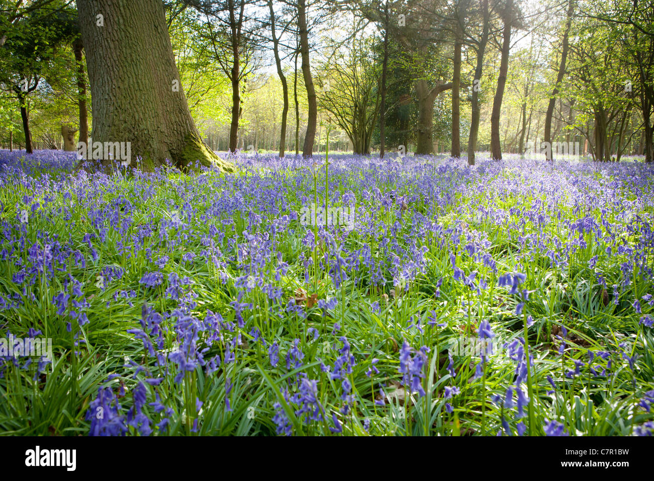 BLUEBELL FIELDS IN HAUGHLEY PARK Stock Photo - Alamy