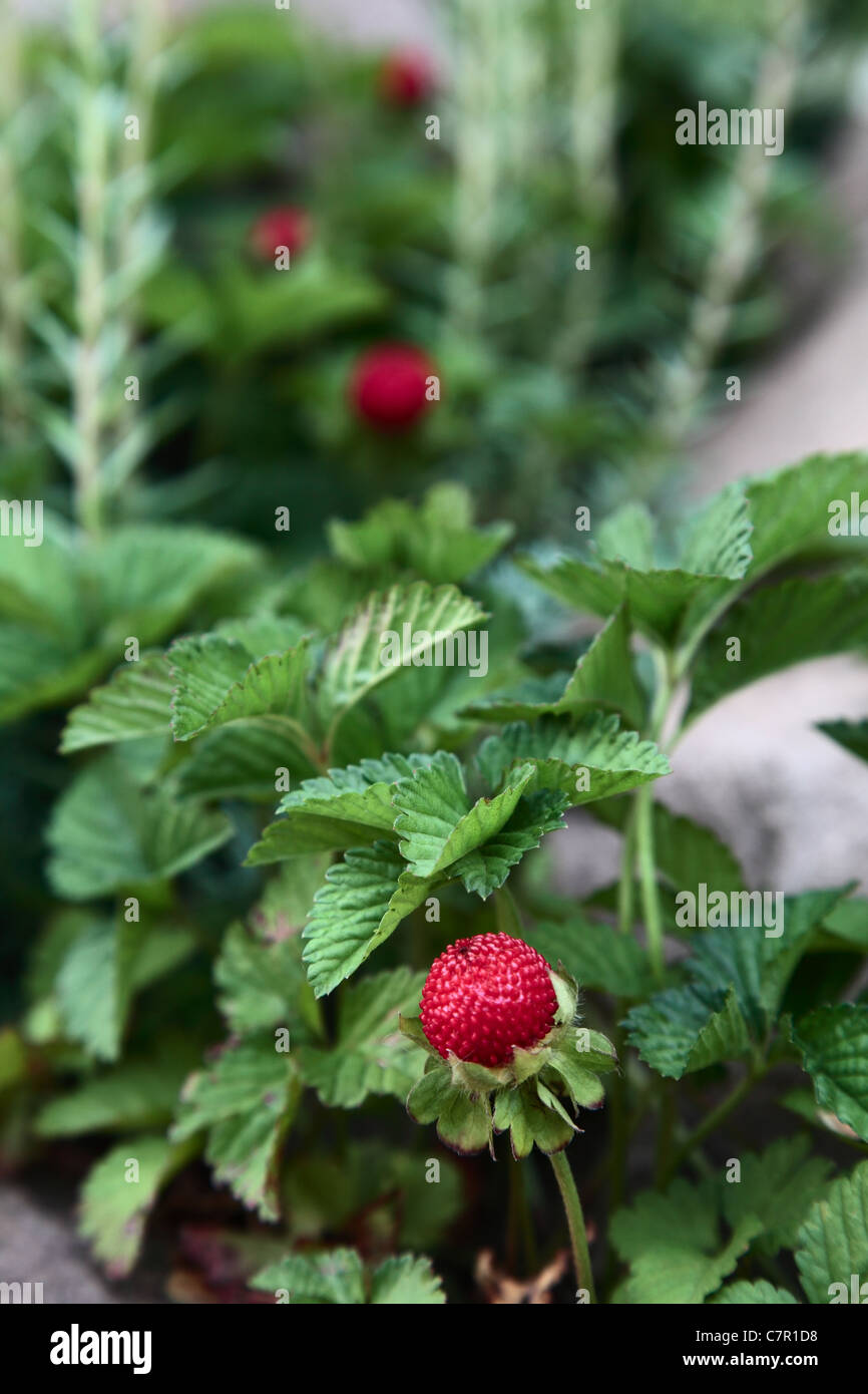 red berry. nature closeup shot Stock Photo - Alamy