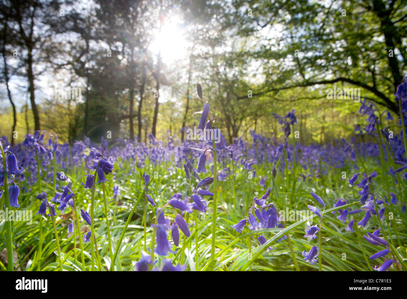 Close up of mauve bluebell flowers hi-res stock photography and images ...