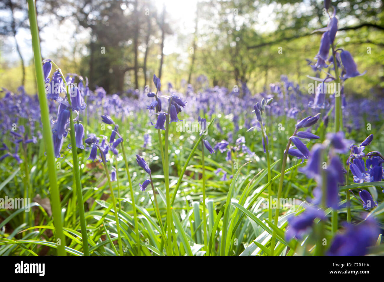 BLUEBELL FIELDS IN HAUGHLEY PARK Stock Photo - Alamy