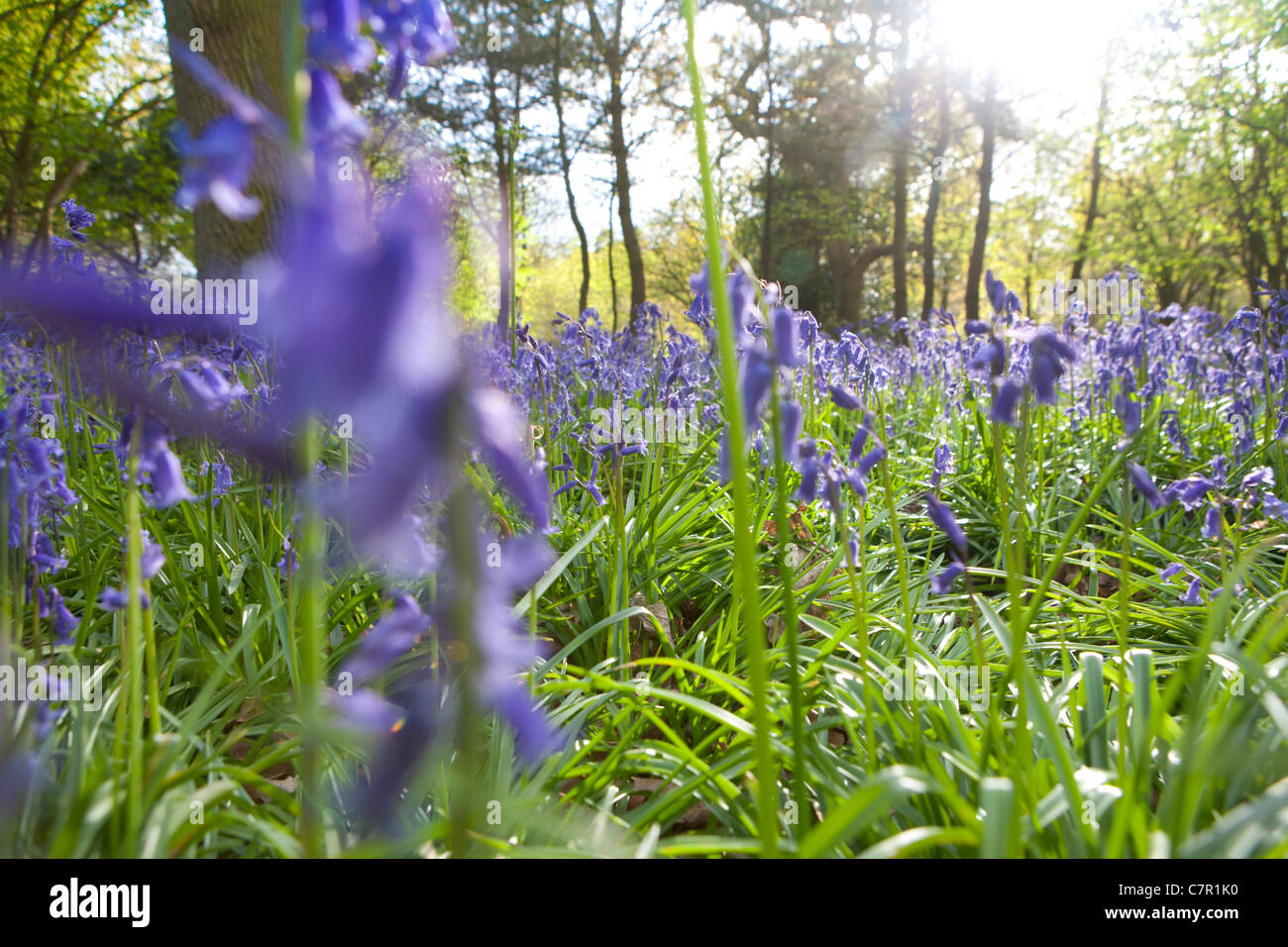 BLUEBELL FIELDS IN HAUGHLEY PARK Stock Photo - Alamy