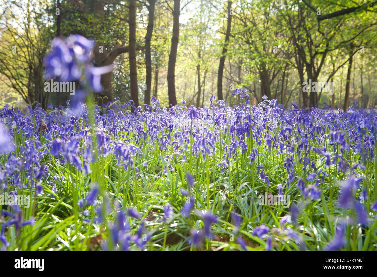 BLUEBELL FIELDS IN HAUGHLEY PARK Stock Photo - Alamy