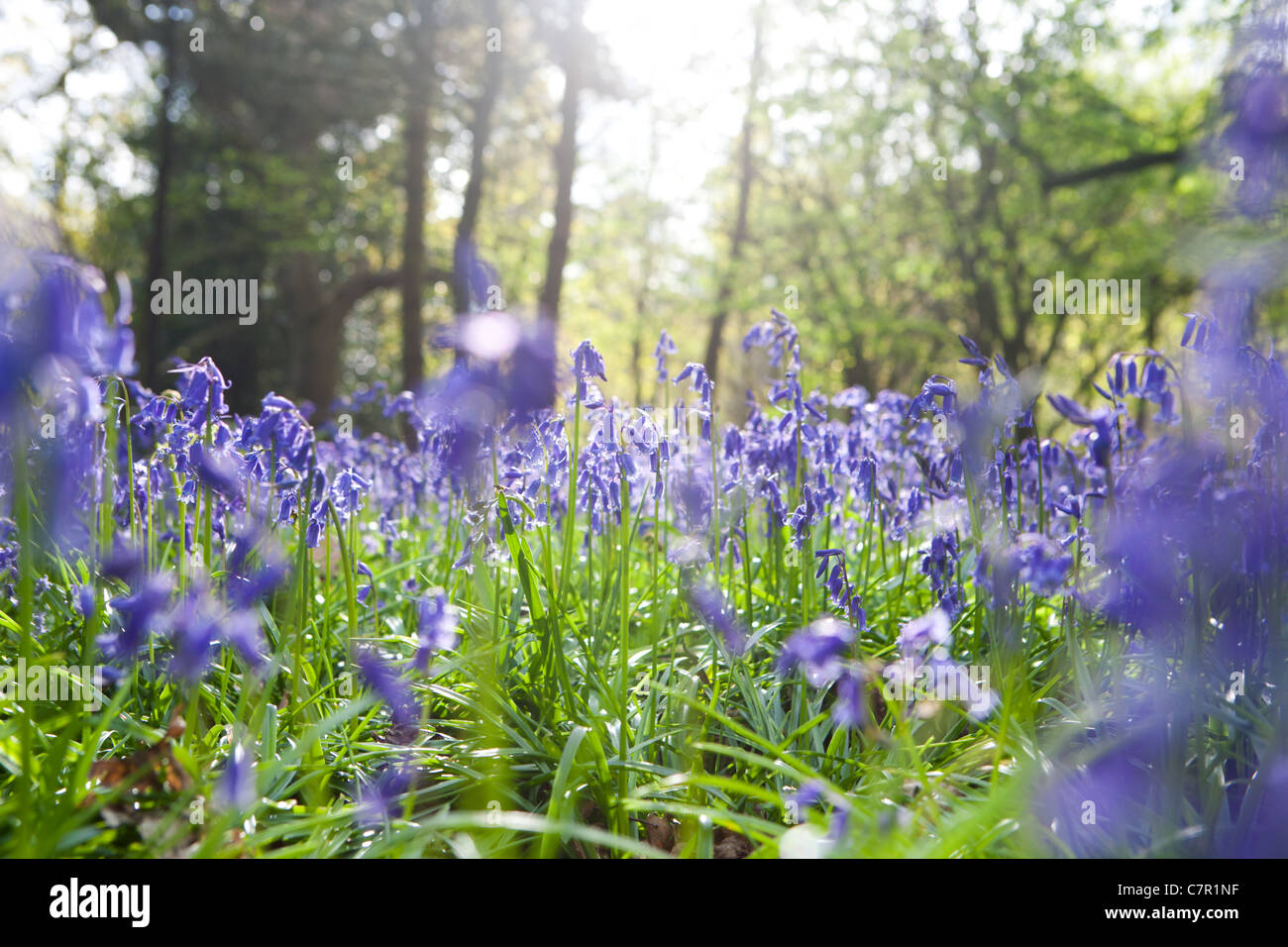 BLUEBELL FIELDS IN HAUGHLEY PARK Stock Photo - Alamy