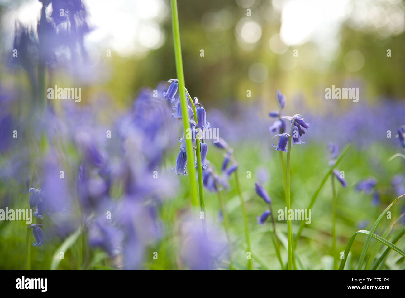 BLUEBELL FIELDS IN HAUGHLEY PARK Stock Photo - Alamy