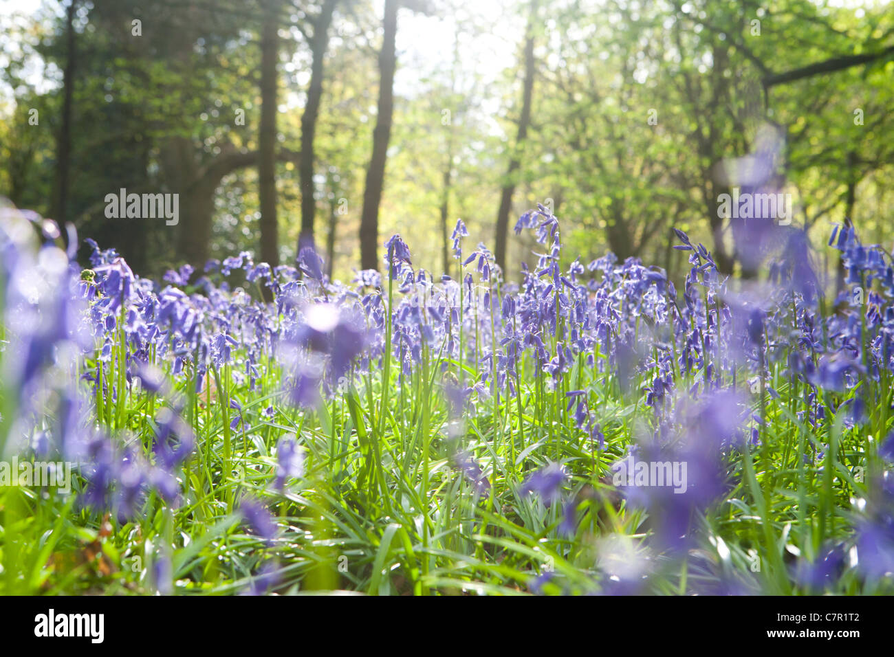Bluebell fields hi-res stock photography and images - Alamy