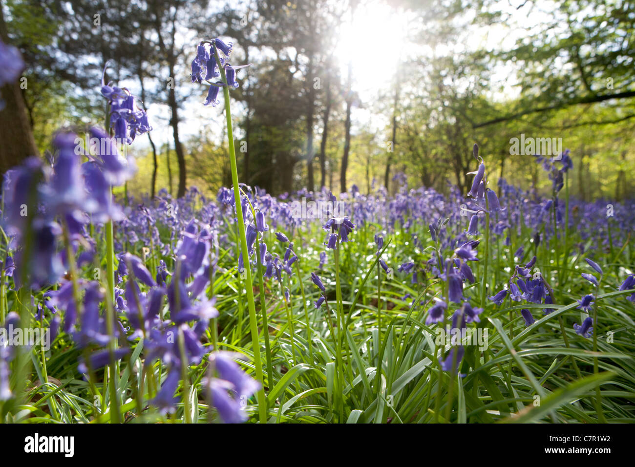 BLUEBELL FIELDS IN HAUGHLEY PARK Stock Photo - Alamy