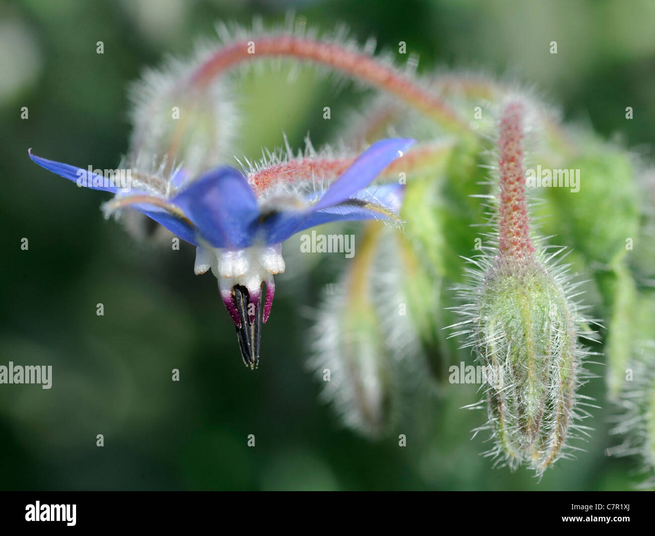 The flower on a borage plant Stock Photo - Alamy