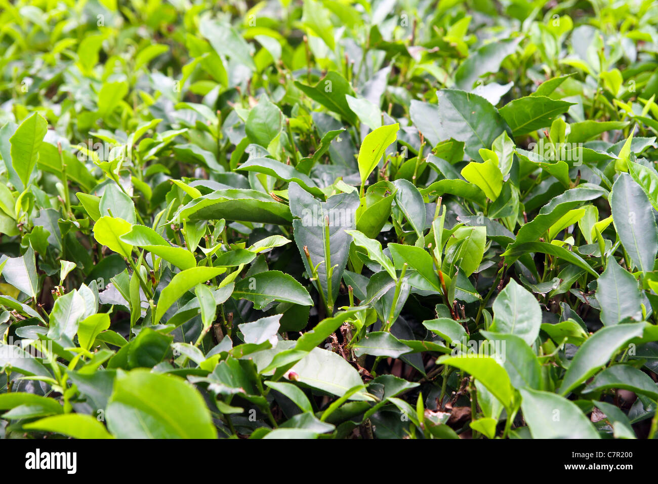 View of a tea plantation at Mahe Island, Seychelles Stock Photo - Alamy