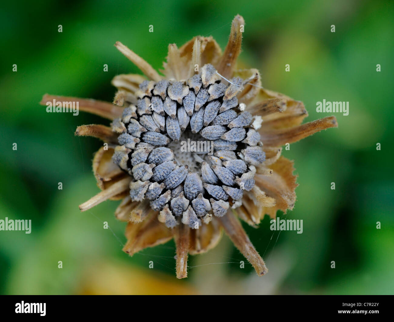 Calendula seeds hi-res stock photography and images - Alamy