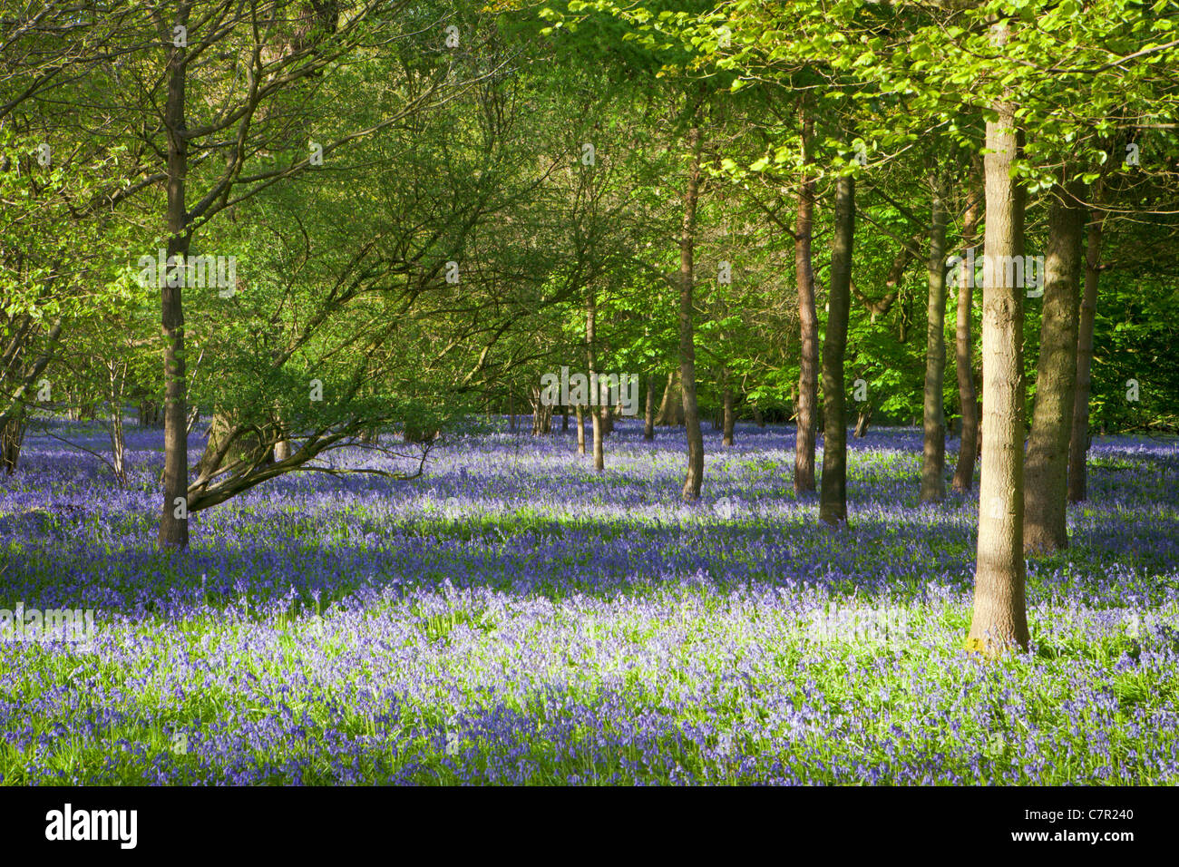 BLUEBELL FIELDS IN HAUGHLEY PARK Stock Photo - Alamy