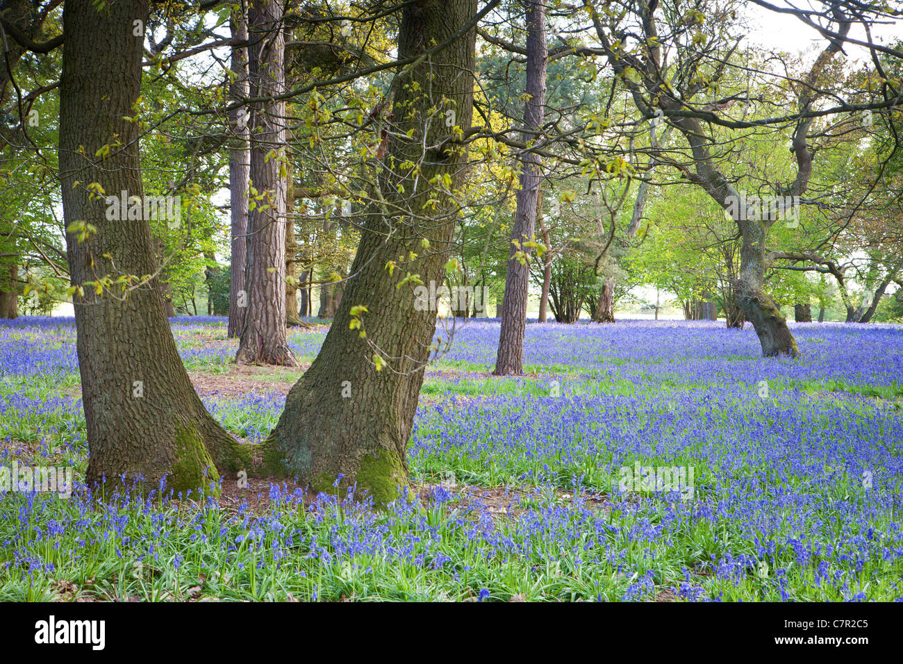 BLUEBELL FIELDS IN HAUGHLEY PARK Stock Photo - Alamy