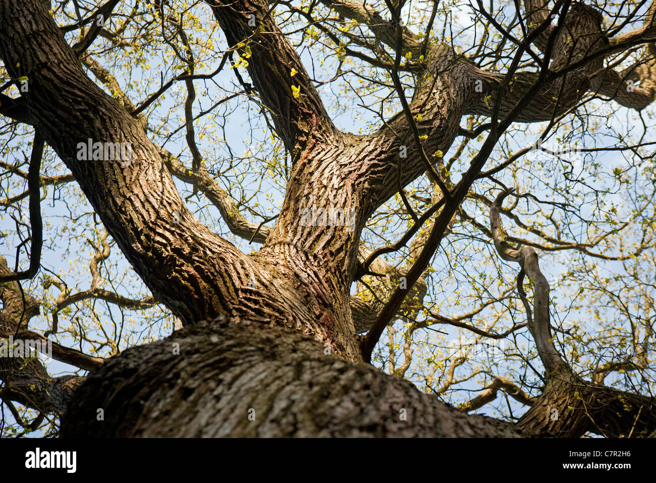 Below the tree hi-res stock photography and images - Alamy