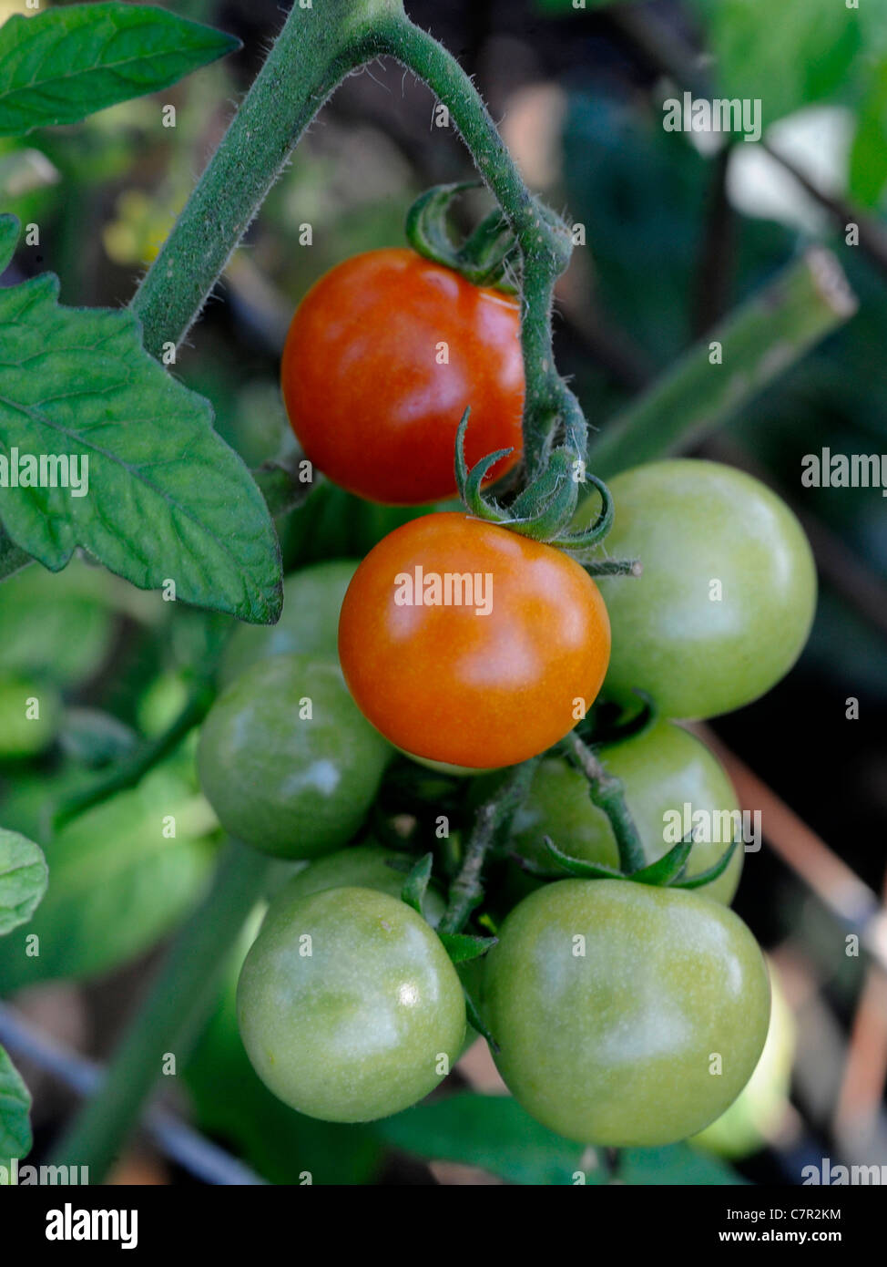 Growing tomatoes hi-res stock photography and images - Alamy