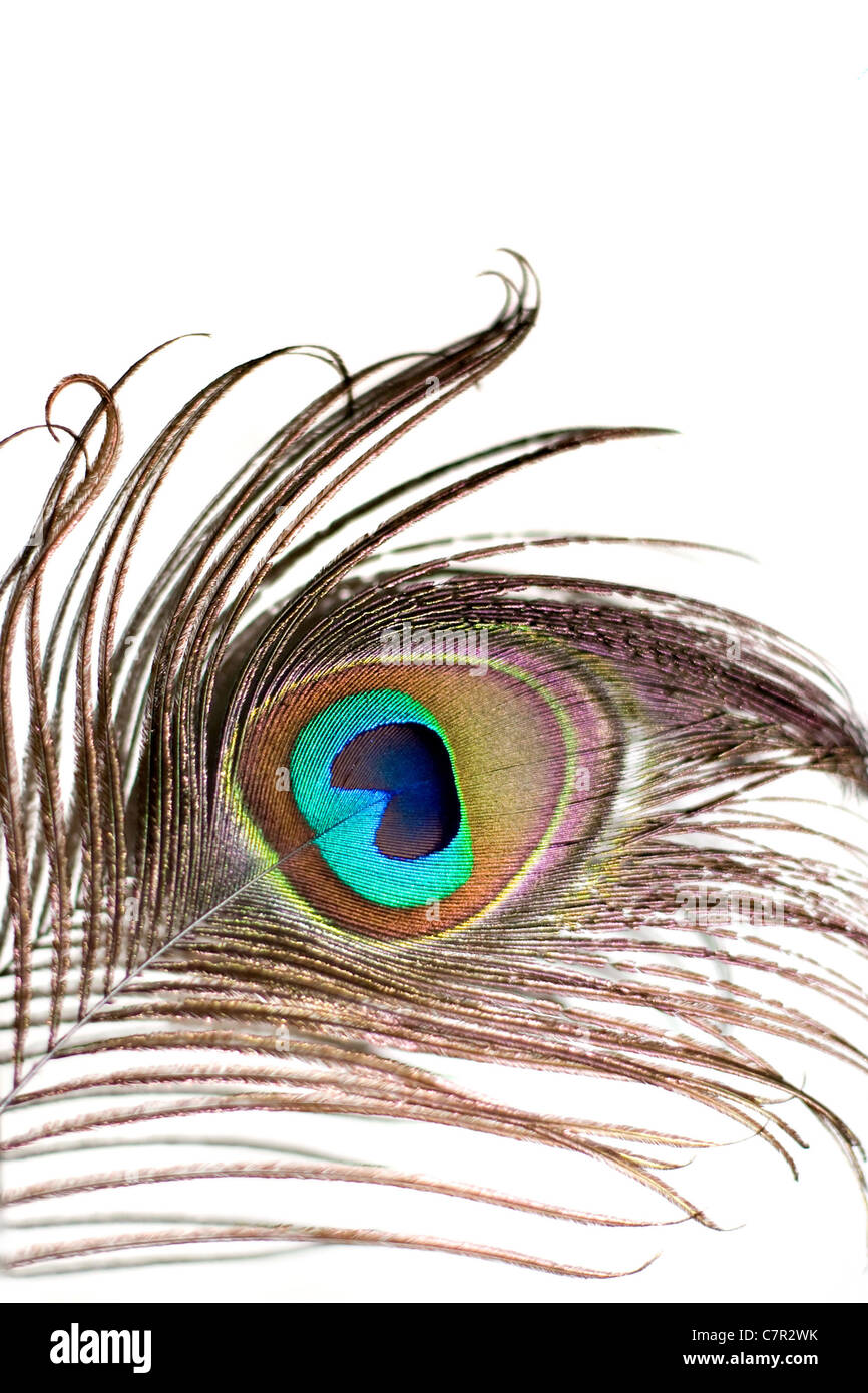 A beautiful peacock feather isolated over white Stock Photo - Alamy