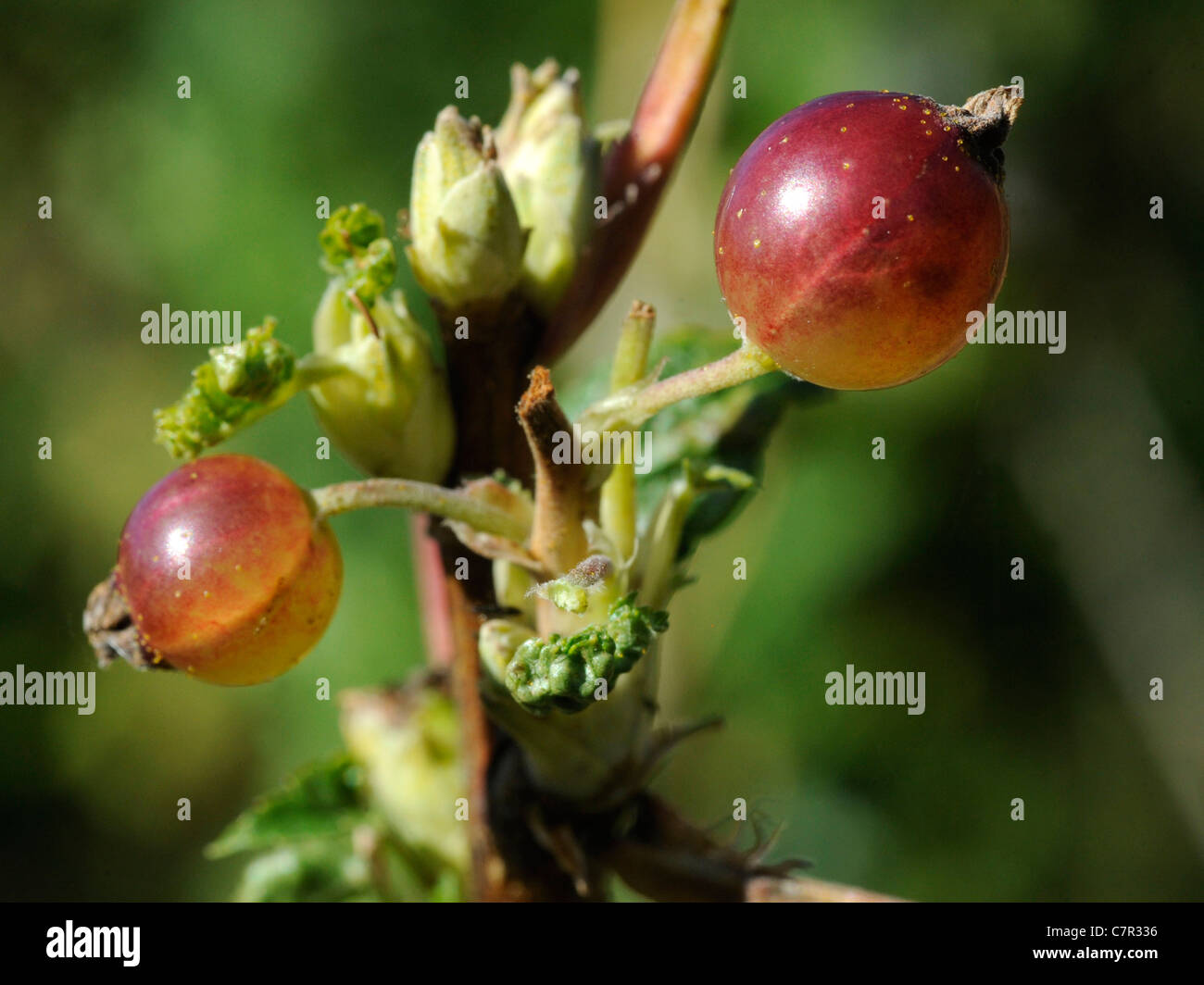 Young little baby sweet gooseberry on a gooseberry fruitbush Stock ...