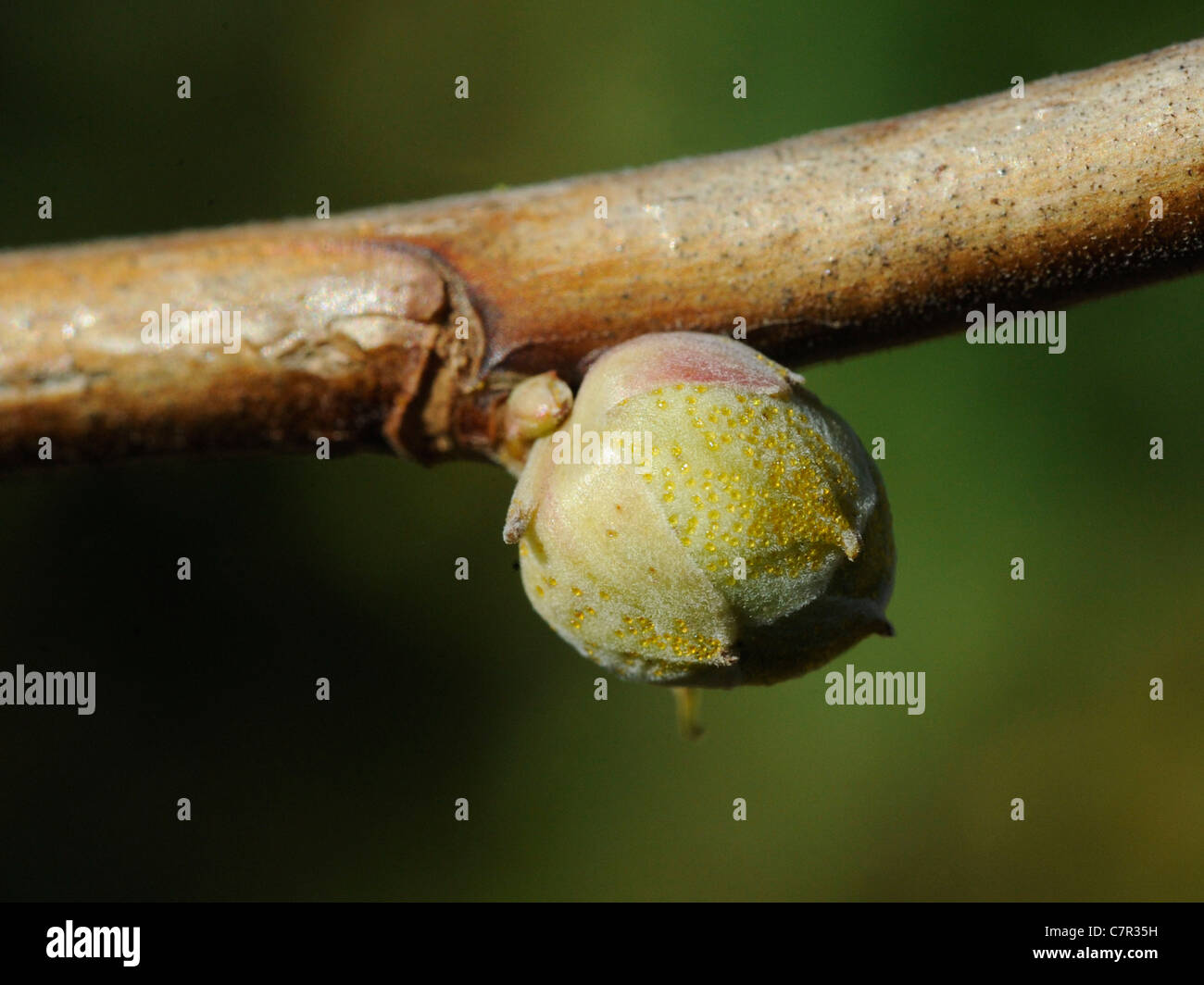 A small fruit bud on a fruit bush Stock Photo - Alamy