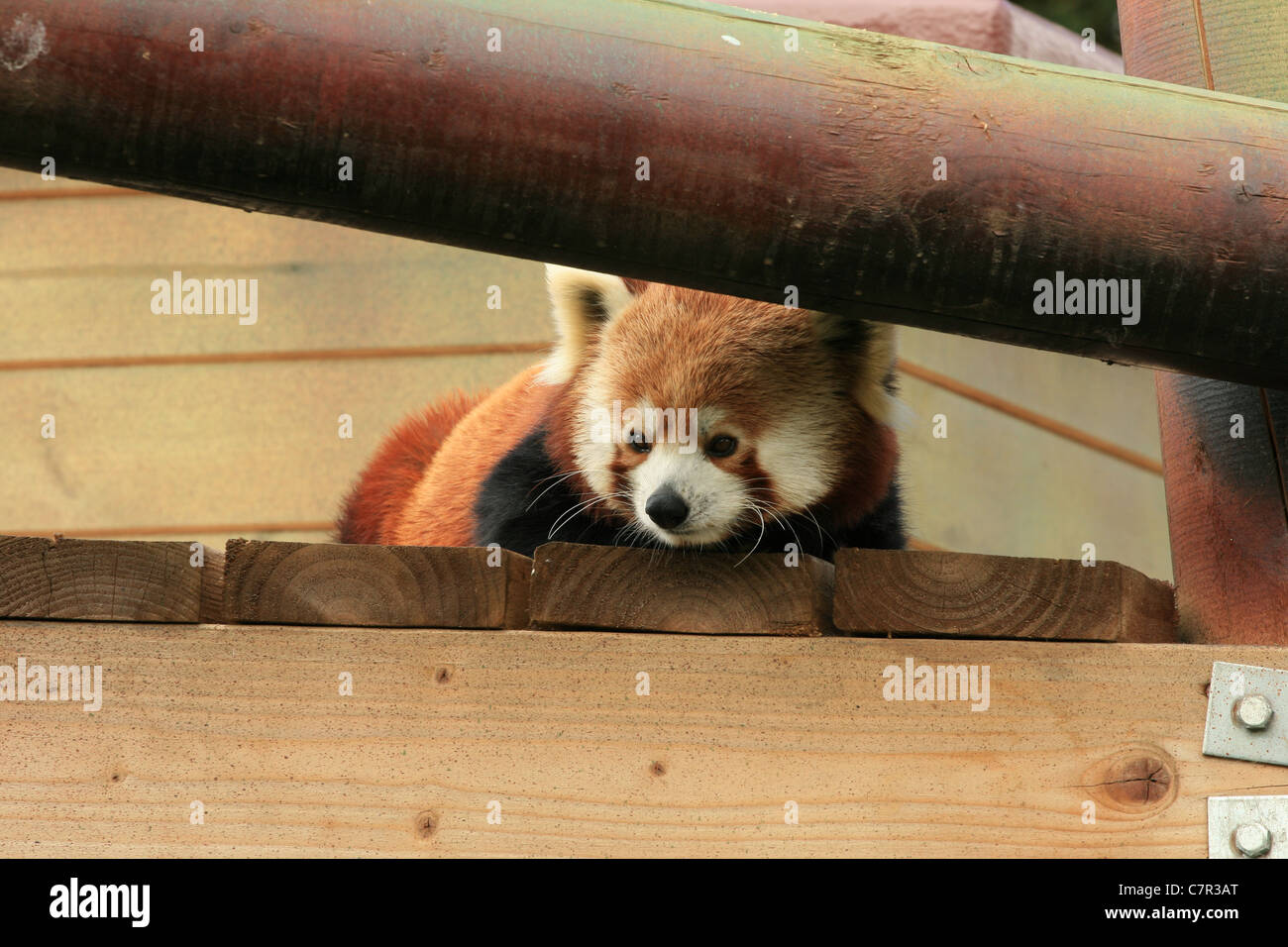 A red panda in it's enclosure at a zoo Stock Photo - Alamy