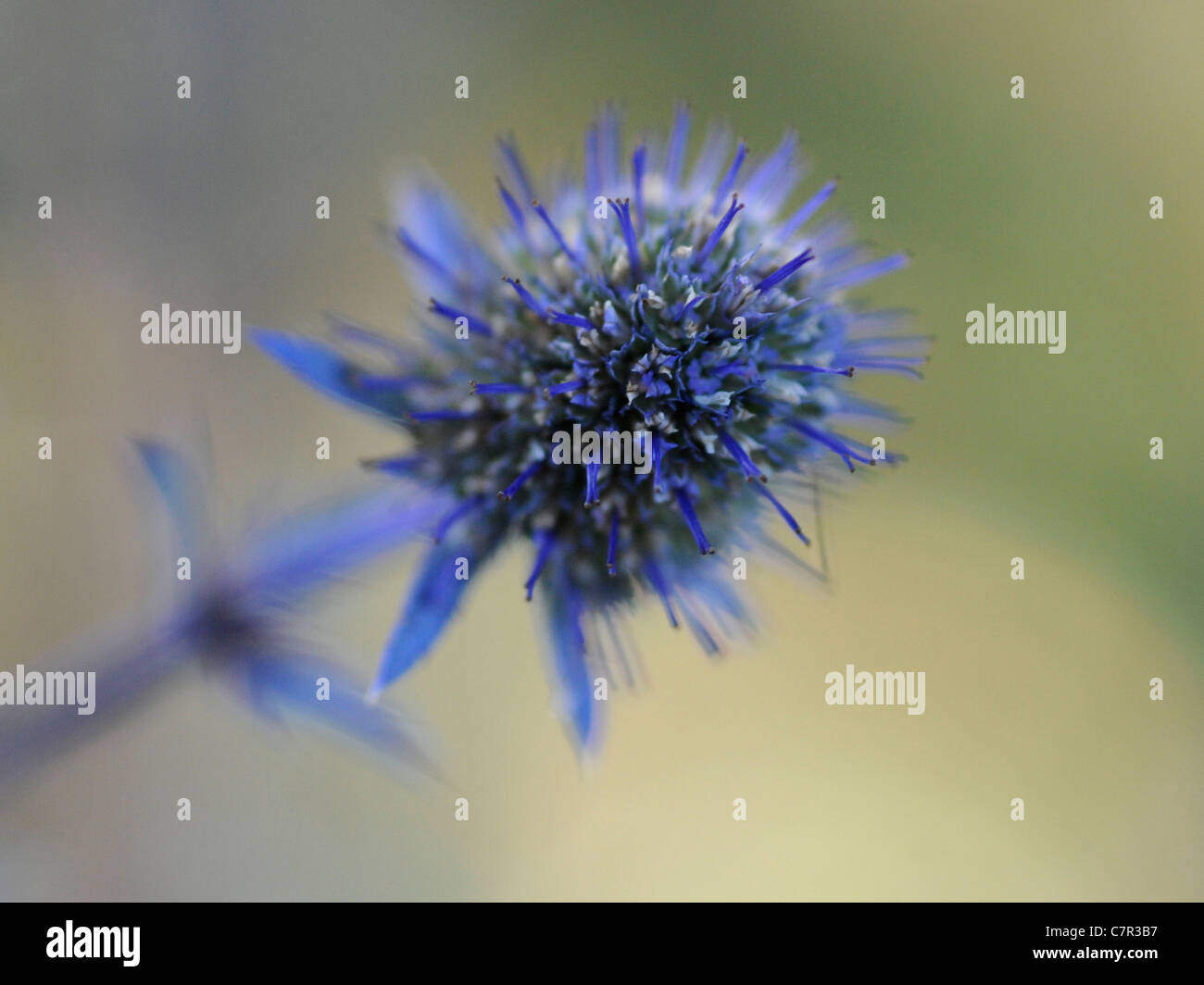 A spiny leaved blue eryngium Stock Photo - Alamy