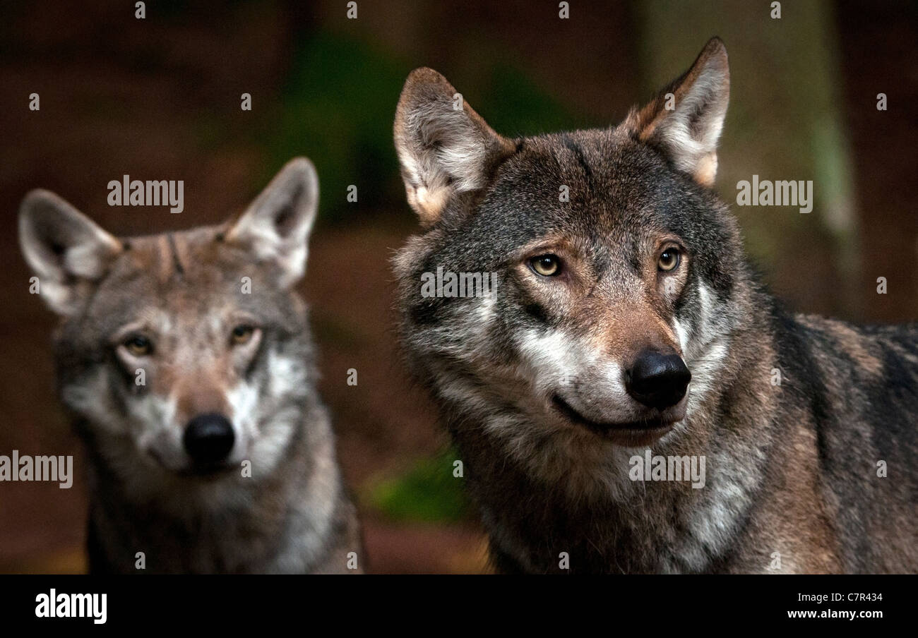 European grey wolves Stock Photo - Alamy