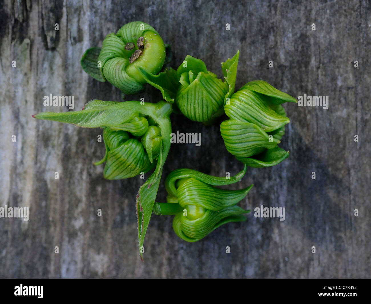 Dahlia grey hi-res stock photography and images - Alamy