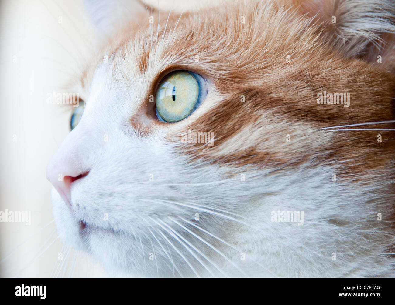 Face of a cat Stock Photo - Alamy